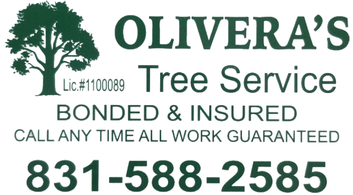 Olivera's Tree Service Offers Tree Services in Aromas, CA 95004